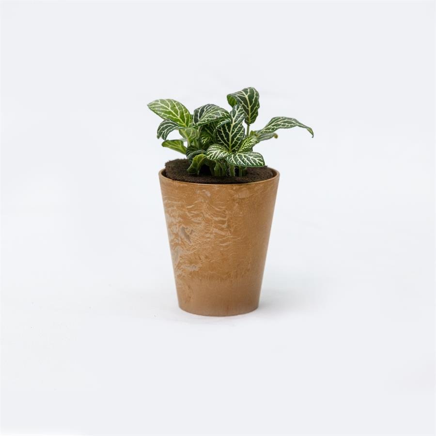 E. GIM Pot w Plants - Brown | Building Materials Online