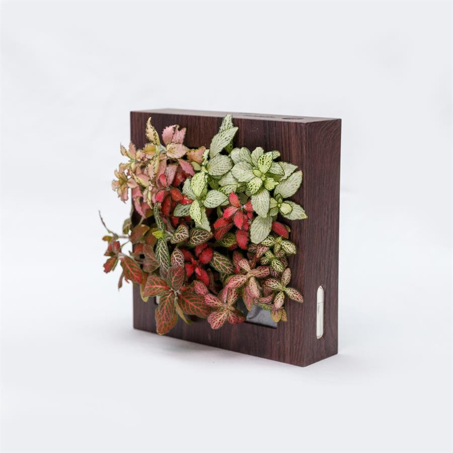 B. Midorie Square Frame w Plants - Dark Wood | Building Materials Online
